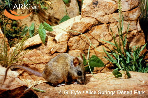 Animal Info - Central Rock Rat